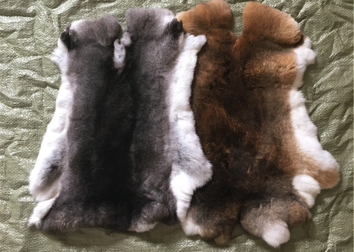 Tanned Grass Rex Rabbit Skin Fur Customized Size For Accessories / Clothing